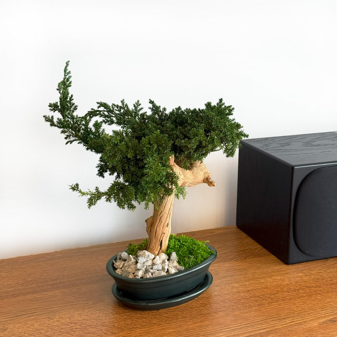 Stabiliseeritud Bonsai Juniperus XO Small – Phytowall